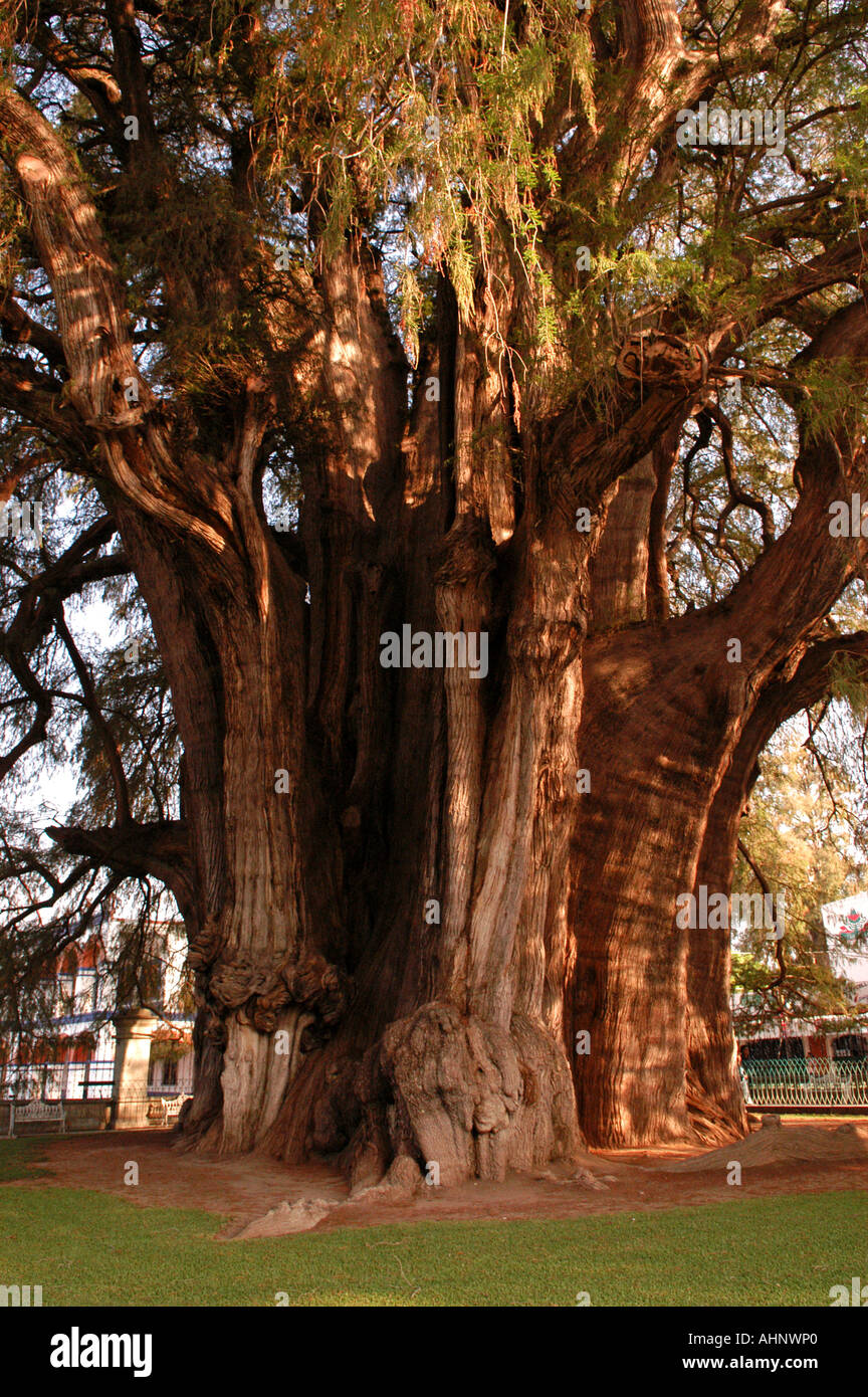 Town of Santa Maria Del Tule, El Arbol de Tule considered my many as ...