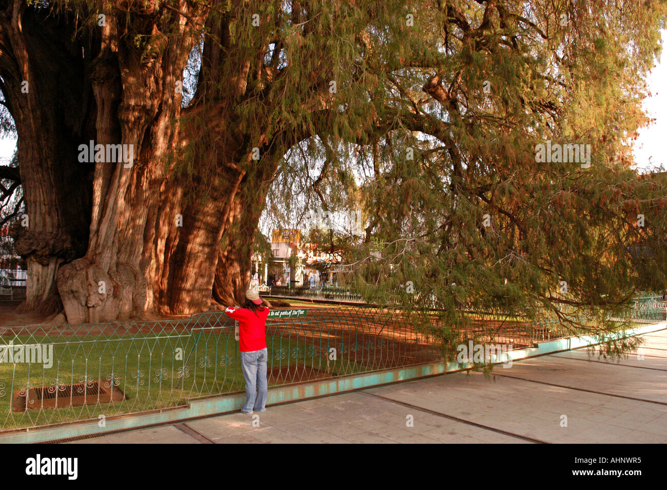 Town of Santa Maria Del Tule, El Arbol de Tule considered my many as the largest tree in the ...