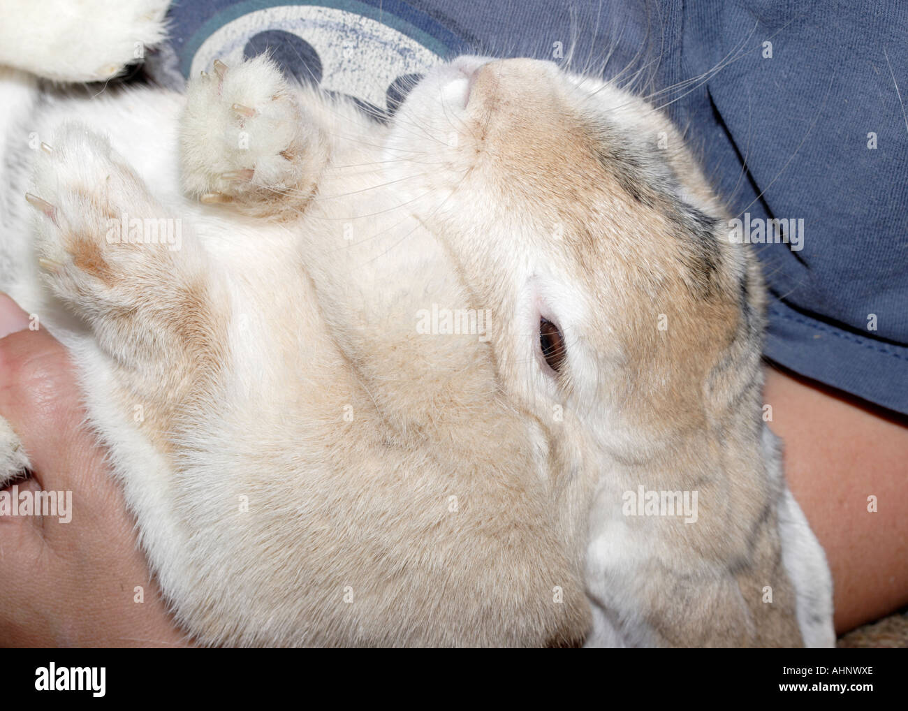 Large brown rabbit hi-res stock photography and images - Alamy