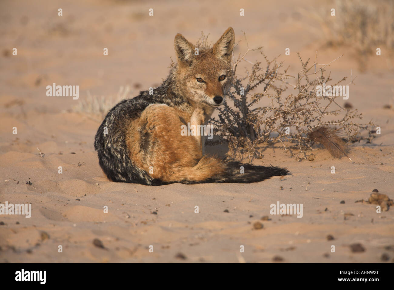 Black-backed Jackal in the Kalahari desert Stock Photo - Alamy