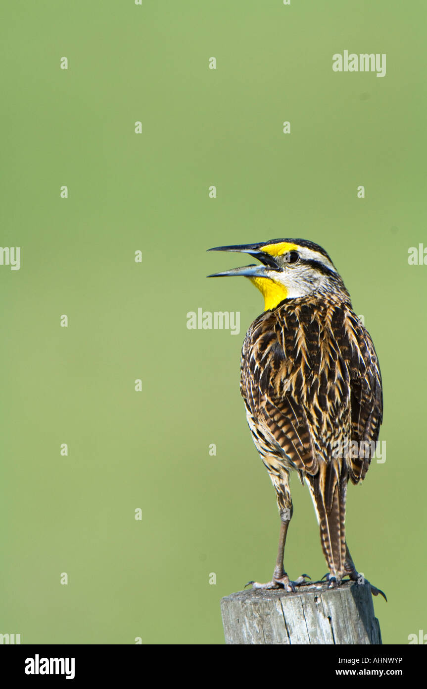 Eastern Meadowlark singing Stock Photo - Alamy
