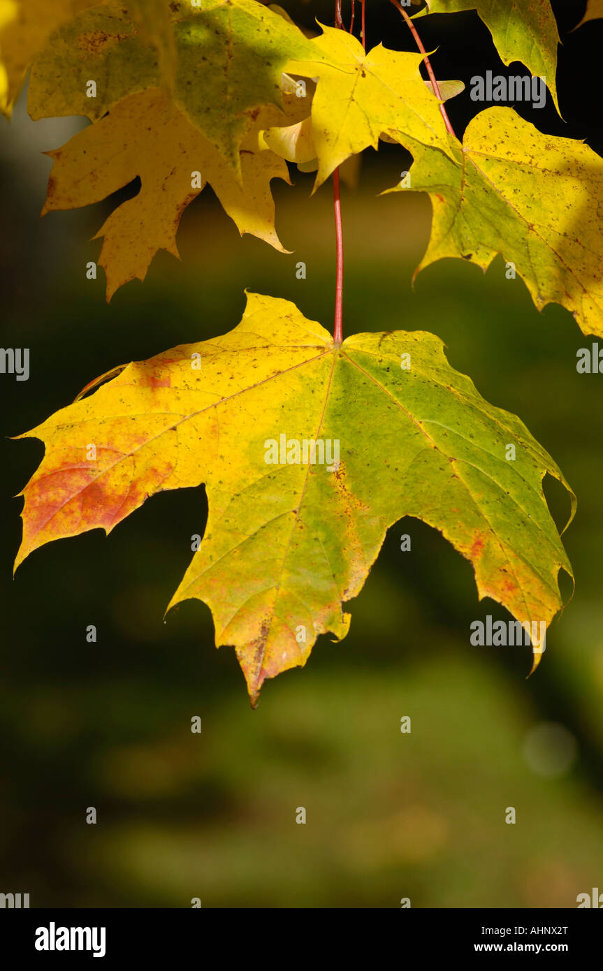 Sycamore botanical illustration hi-res stock photography and images - Alamy