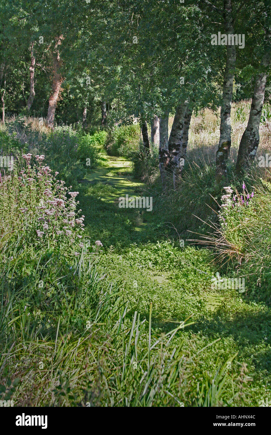 Secret woodland glade hi-res stock photography and images - Alamy