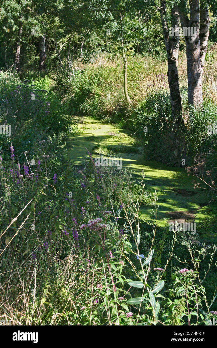 Secret woodland glade hi-res stock photography and images - Alamy