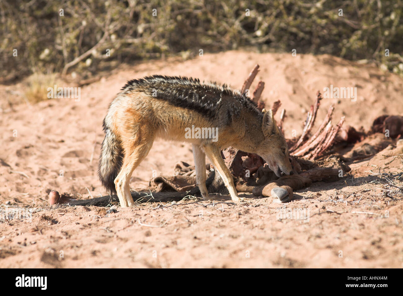 Black-backed Jackal with kill in the Kalahari desert Stock Photo - Alamy