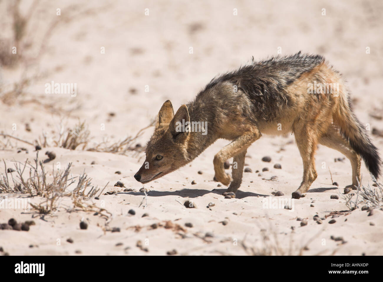 Black-backed Jackal in the Kalahari desert Stock Photo - Alamy