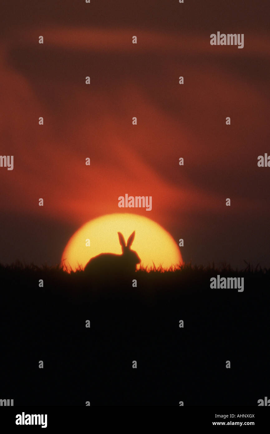 Brown Hare (Lepus capensis) at sunset Stock Photo - Alamy