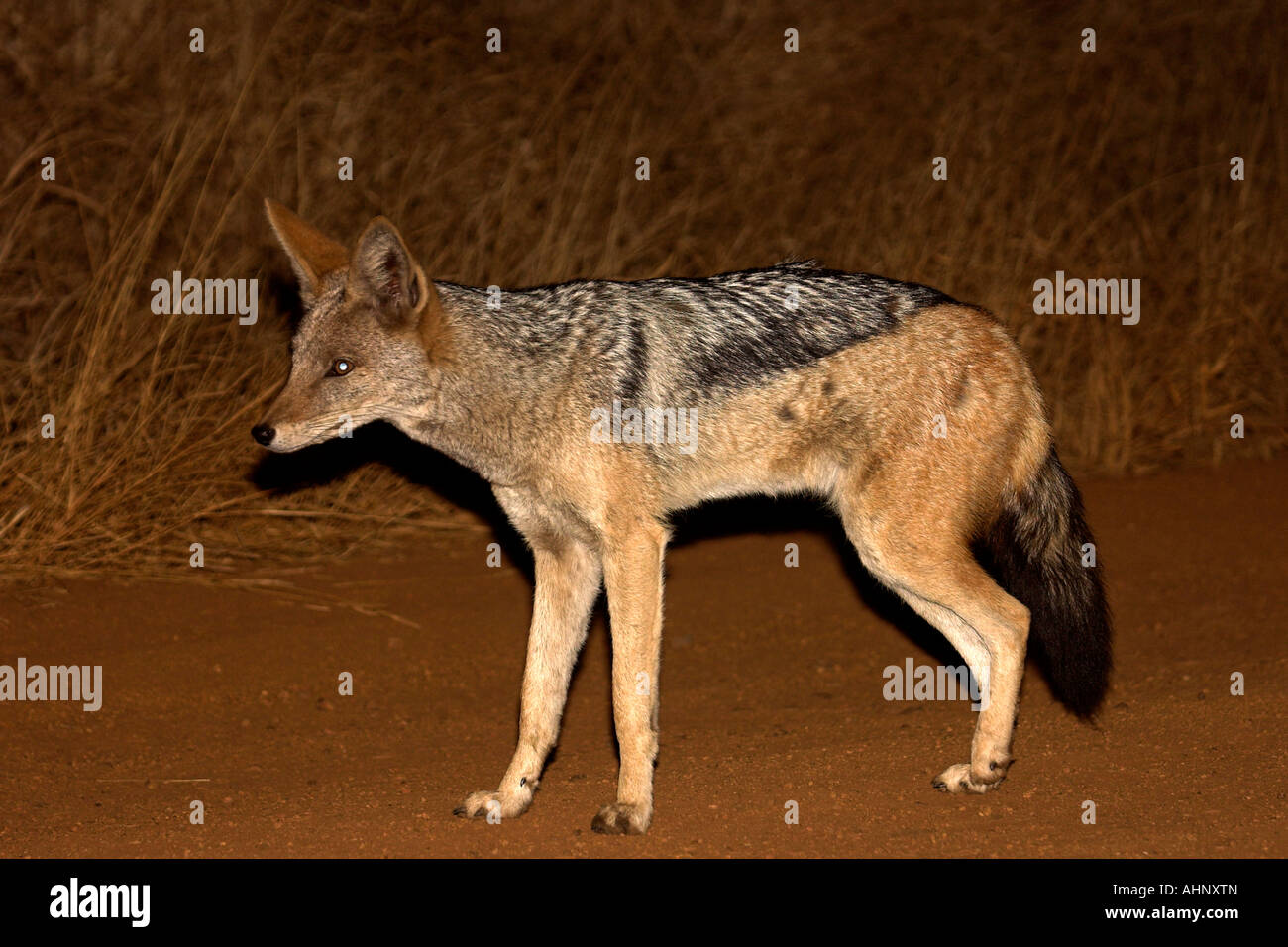 Wild Black-backed Jackal Stock Photo - Alamy