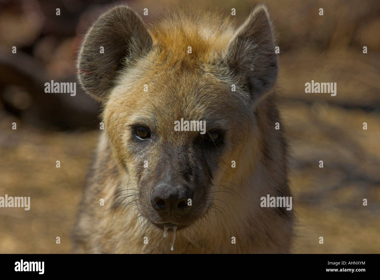 Muddy hyena hi-res stock photography and images - Alamy