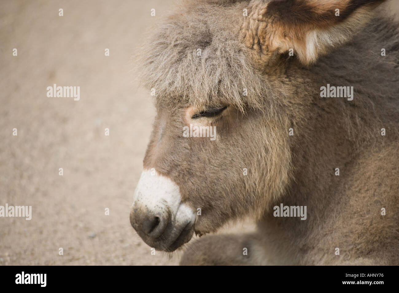 Portrait of a donkey Stock Photo - Alamy