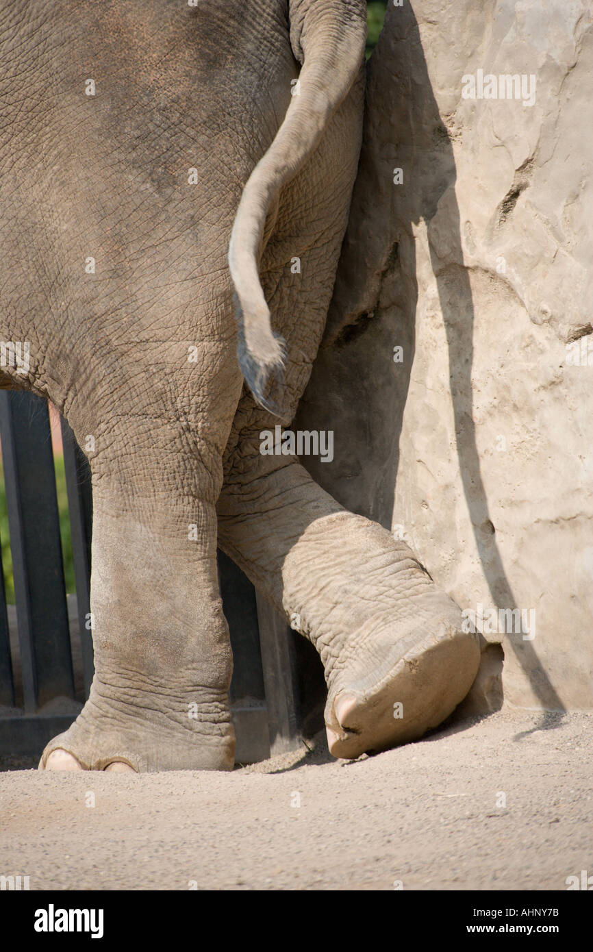 Foot of an elephant Stock Photo - Alamy
