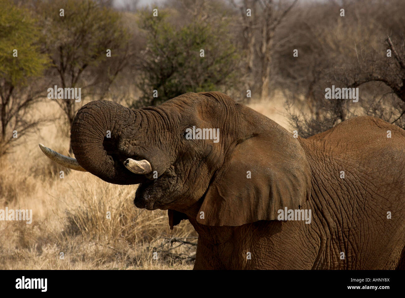 African elephant drinking Stock Photo - Alamy