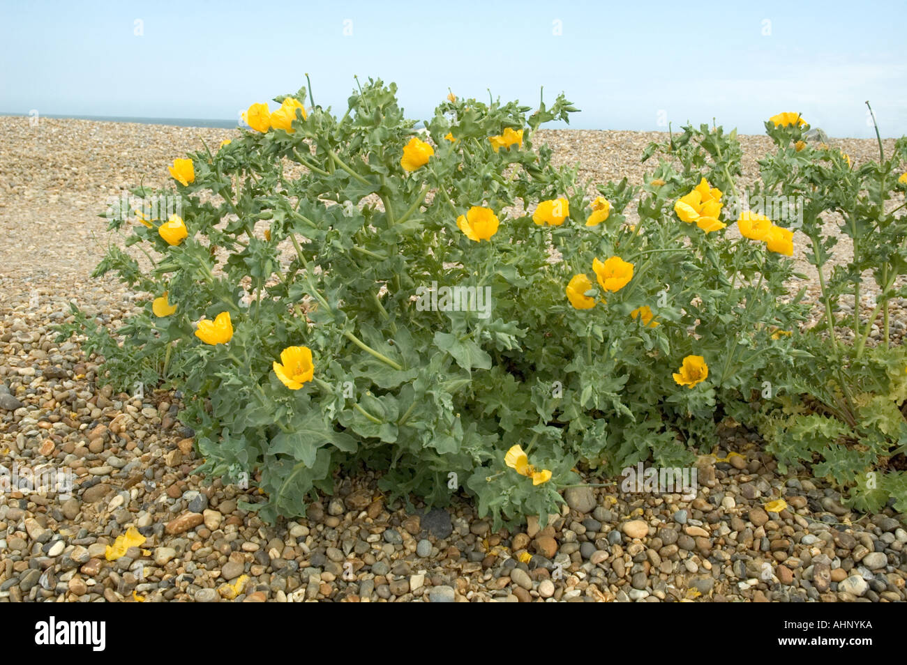 Yellow Horned Poppy Glaucium flavum growing on the shingle beach at ...