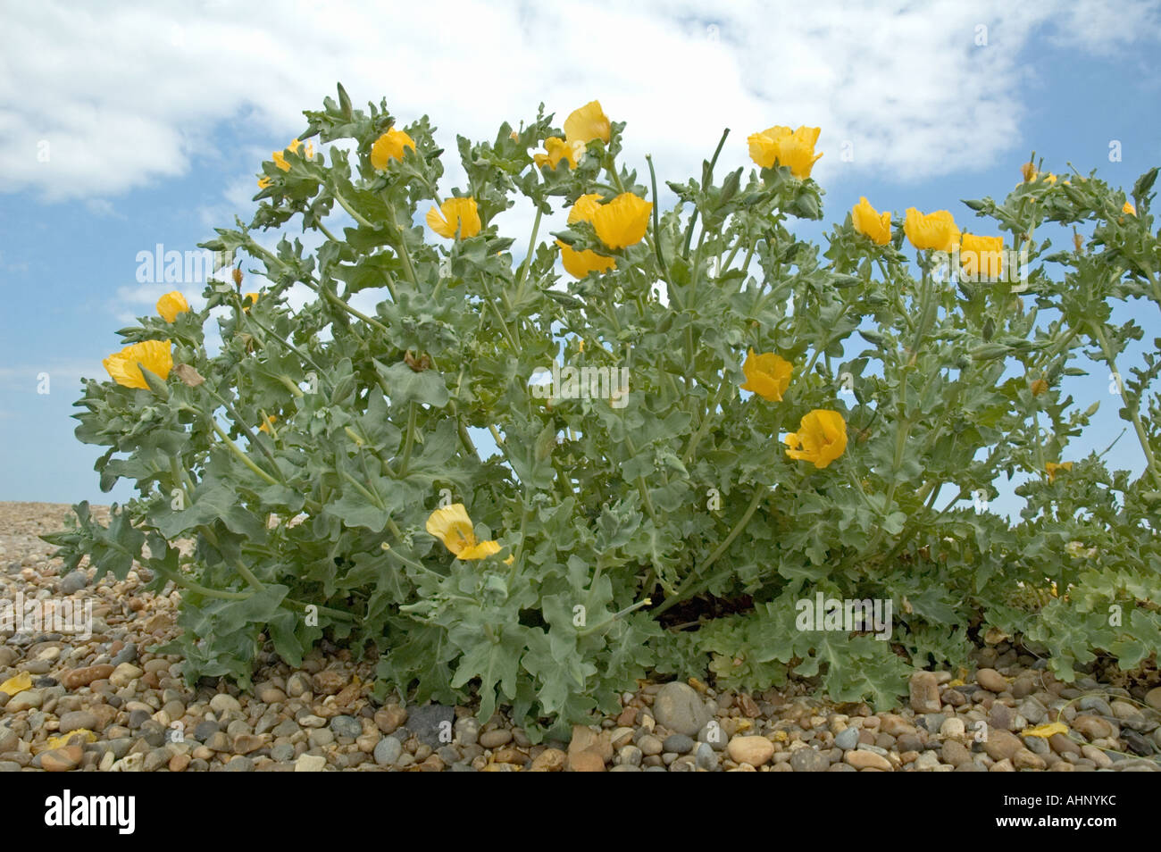 Yellow Horned Poppy Glaucium flavum growing from the shingle beach at ...