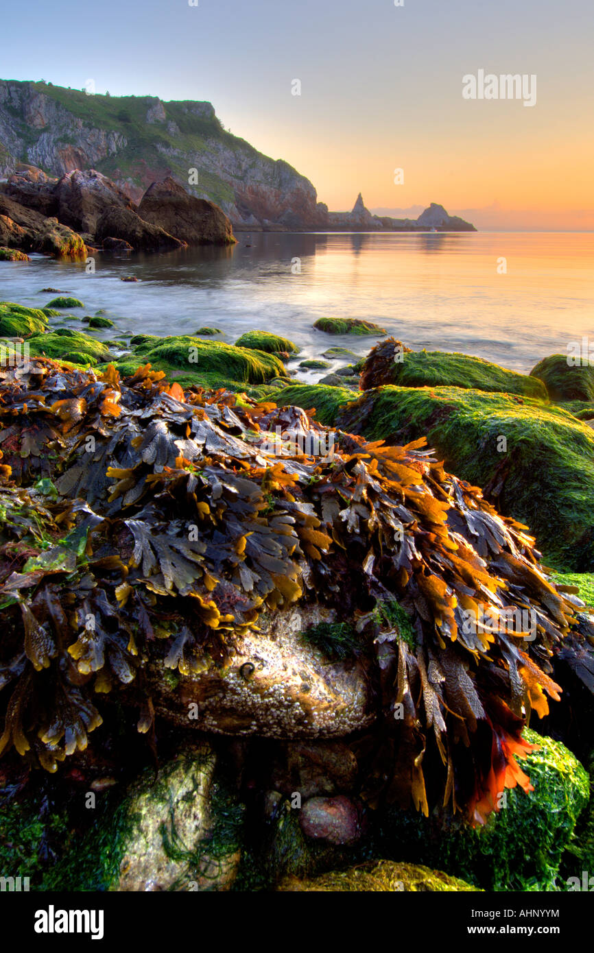 The rocky foreshore of Ansteys Cove near Torquay South Devon at sunrise ...