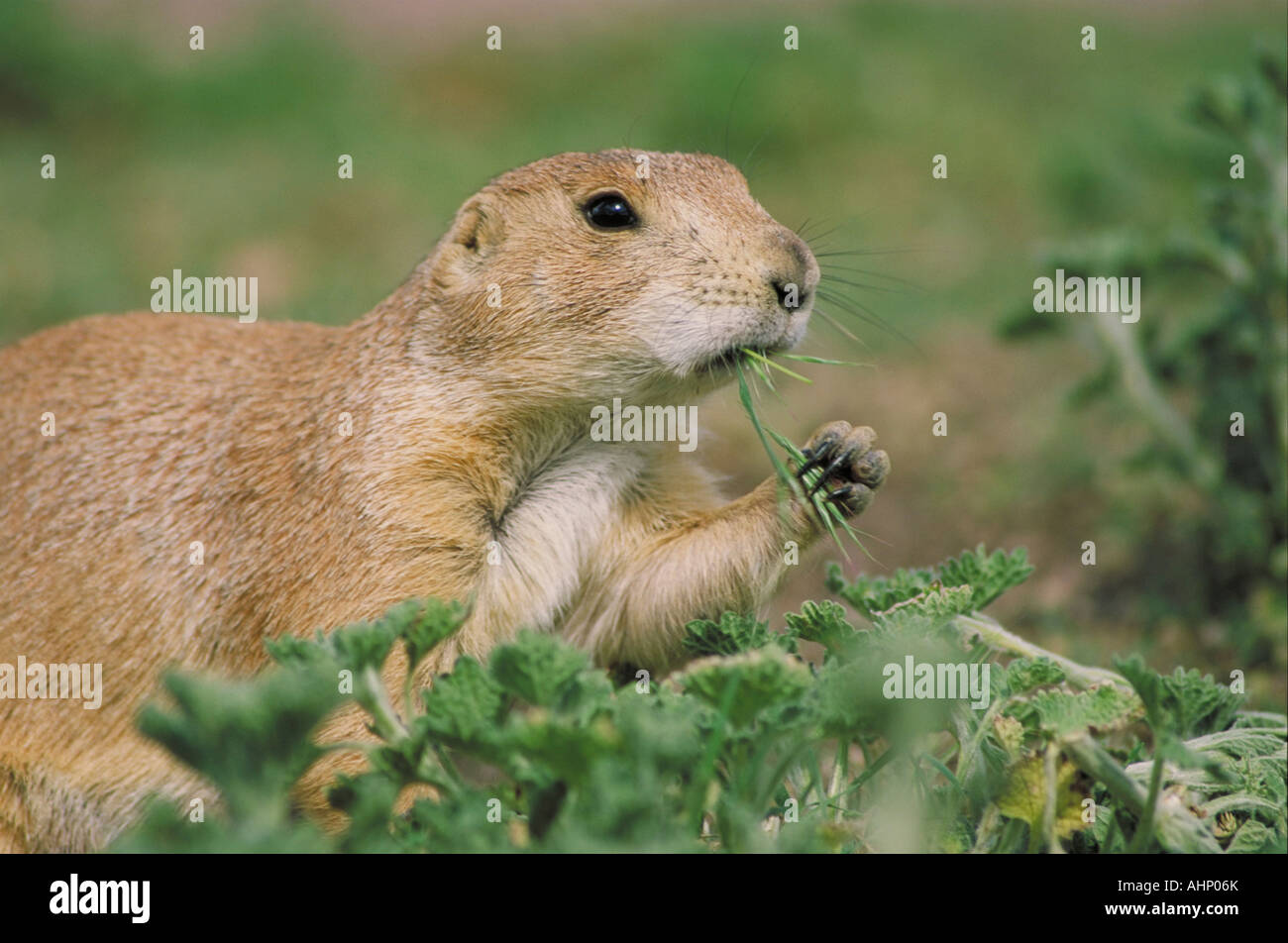 Prairie Dog Eating Grass Stock Photo - Alamy