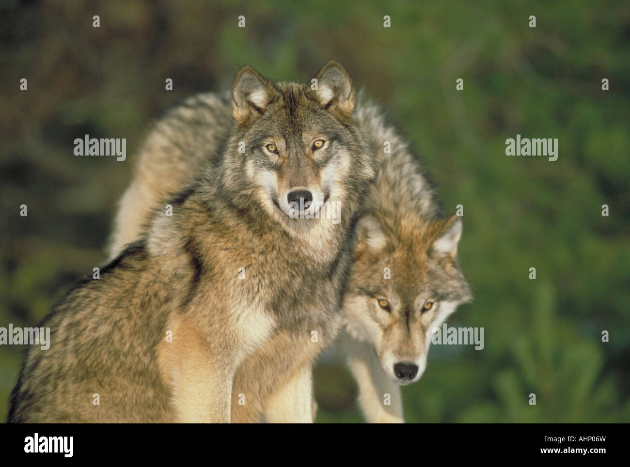 Two Gray Wolves Stock Photo - Alamy