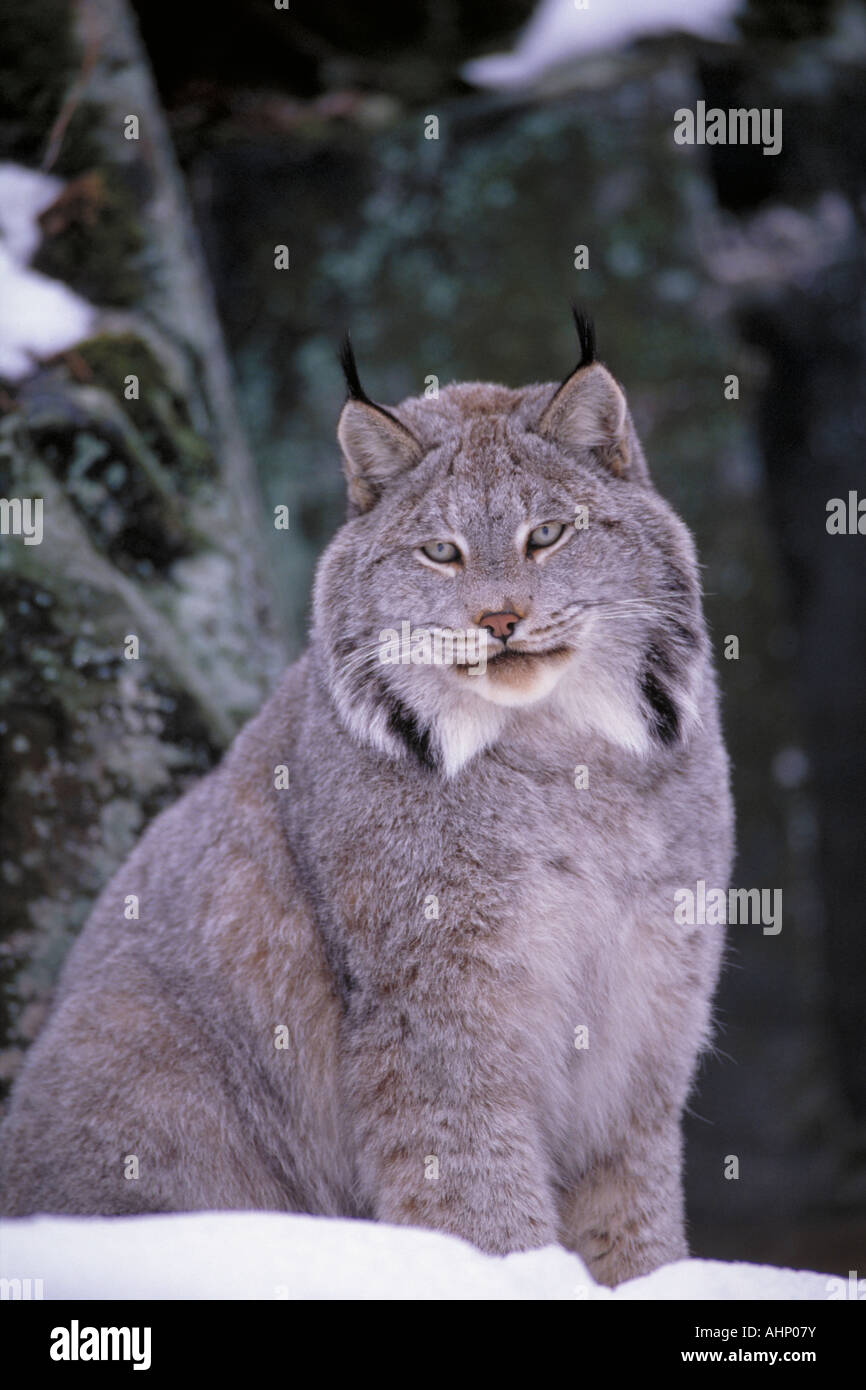 Canadian Lynx In Winter Stock Photo - Alamy
