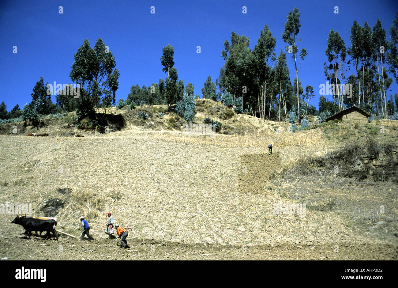 Peru Andes South America Latin America agriculture Stock Photo - Alamy