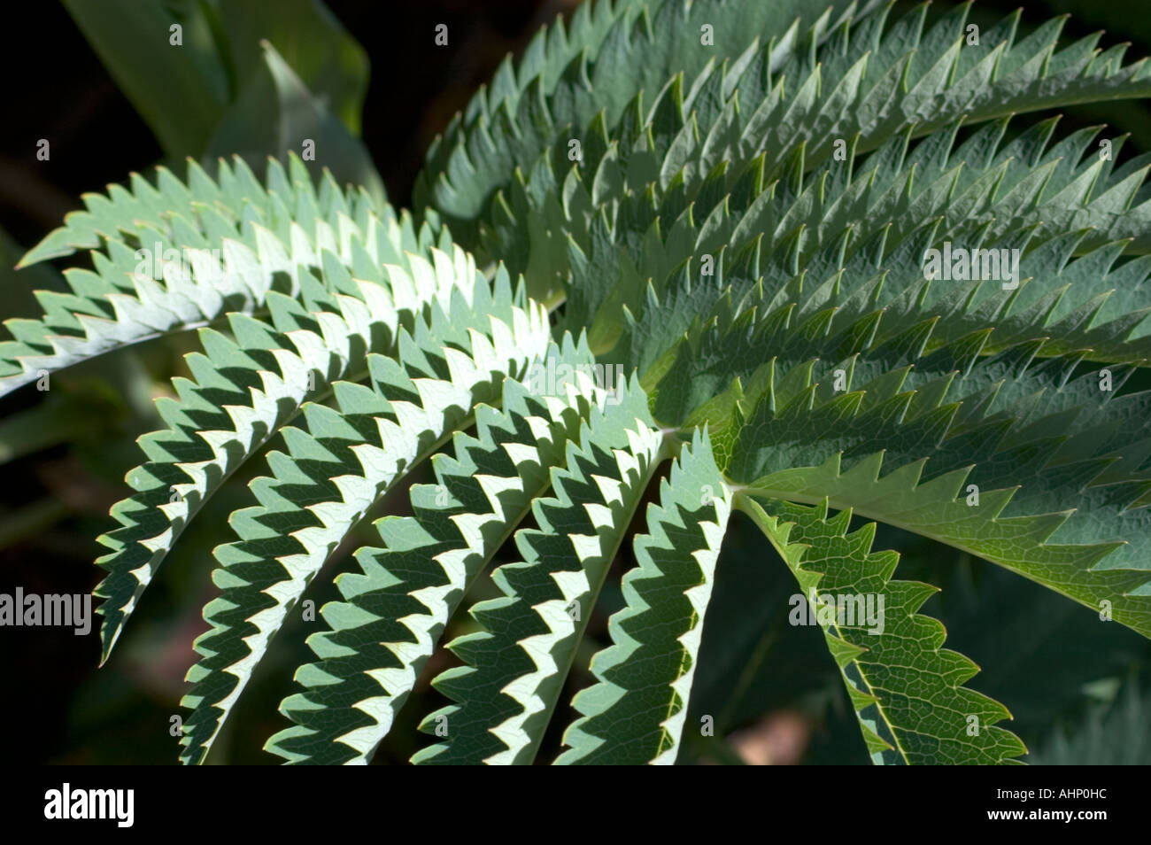The sharp fronds of the Honey Bush,Melianthus major Stock Photo - Alamy