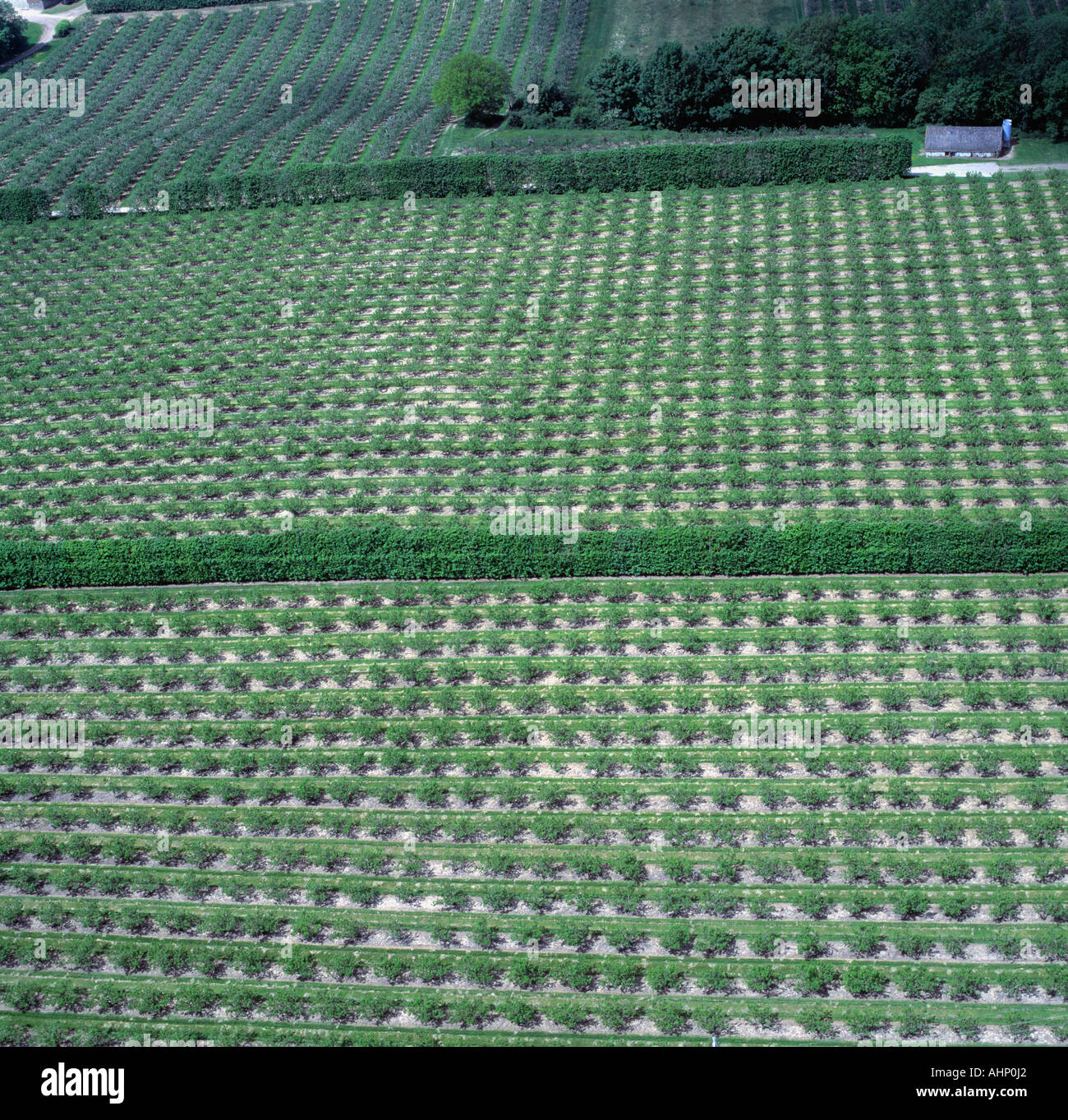 Apple orchard kent harvest hi-res stock photography and images - Alamy