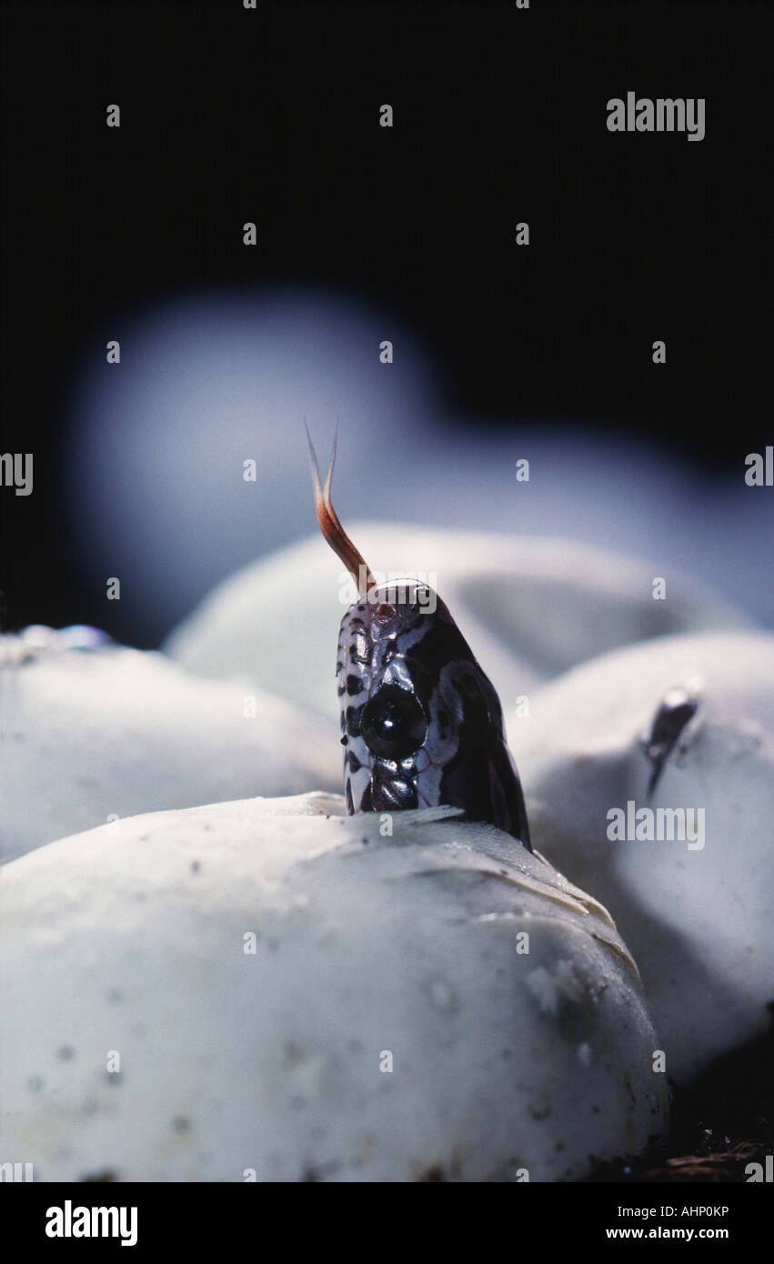 Snake eggs hatching hi-res stock photography and images - Alamy