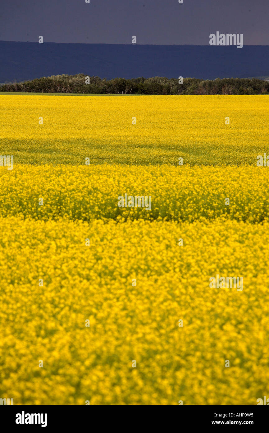Bright yellow field of canola with storm clouds in background in scenic ...