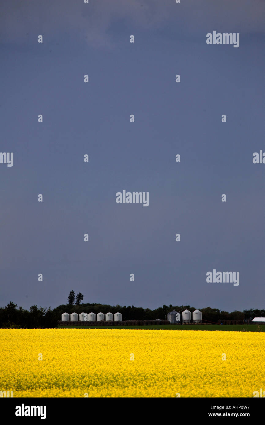 Bright yellow field of canola with storm clouds in background in scenic ...