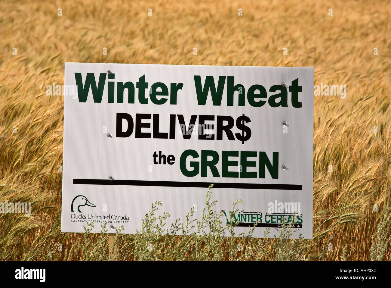 Saskatchewan winter wheat hi-res stock photography and images - Alamy