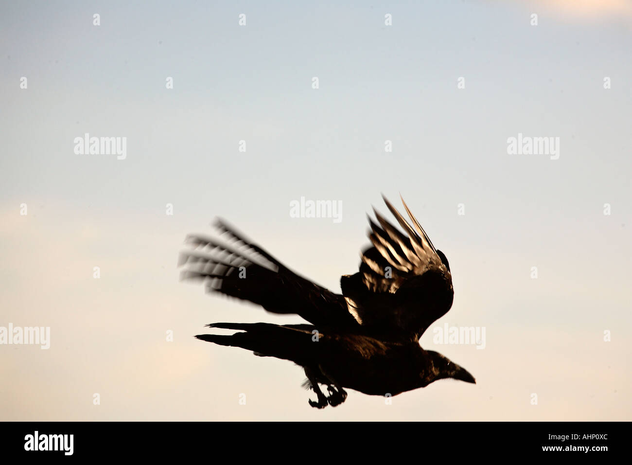 Raven taking flight hi-res stock photography and images - Alamy
