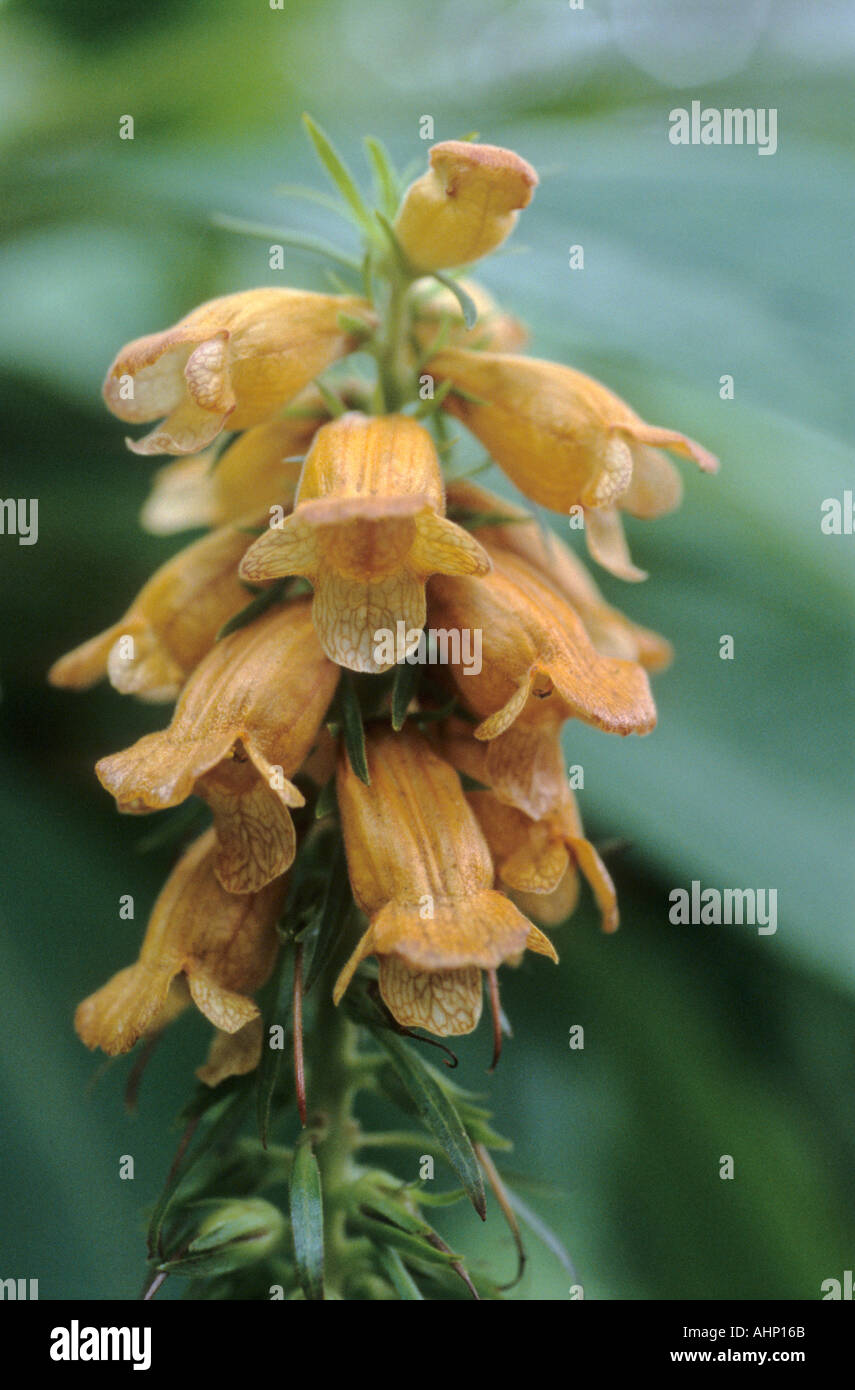 Orange penstemon hi-res stock photography and images - Alamy