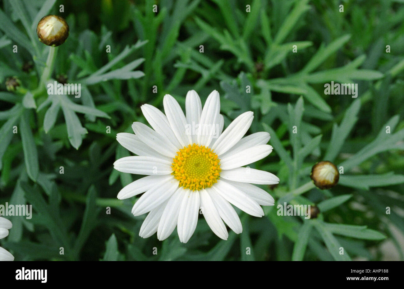 Rhodanthemum hosmariense hardy daisy Stock Photo - Alamy