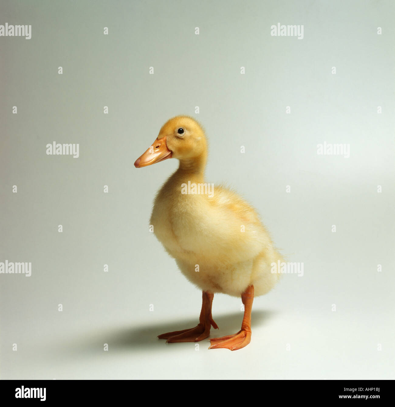 White Campbell Duckling 1 Month on plain background Stock Photo - Alamy