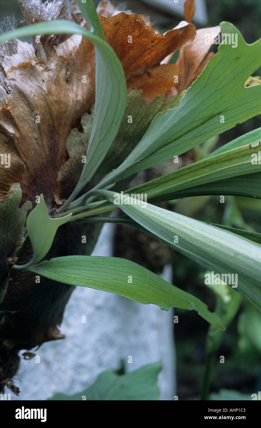 Stag horn hi-res stock photography and images - Alamy