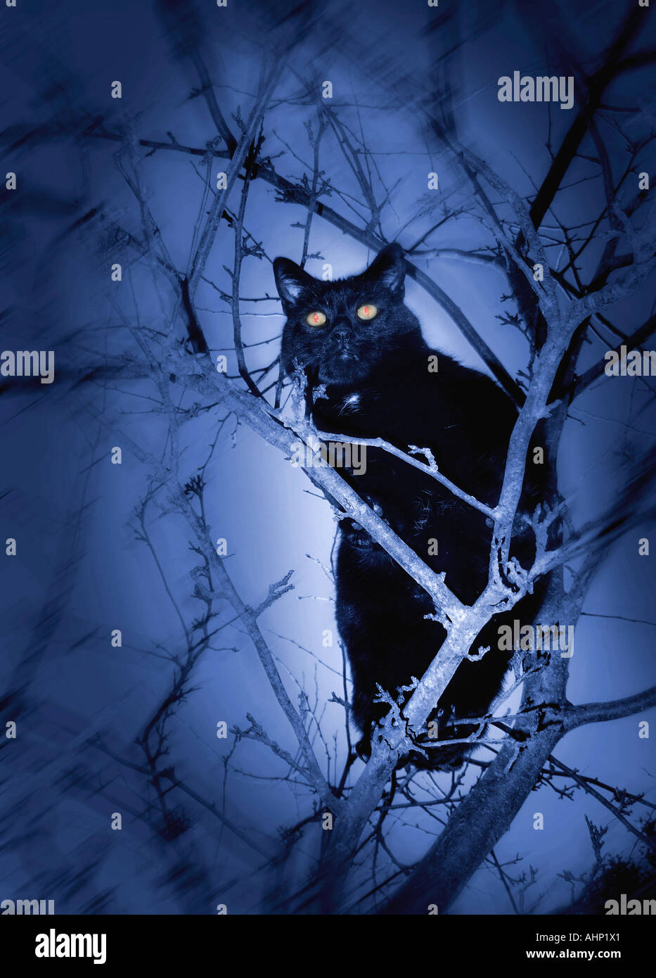 black cat in tree Stock Photo - Alamy