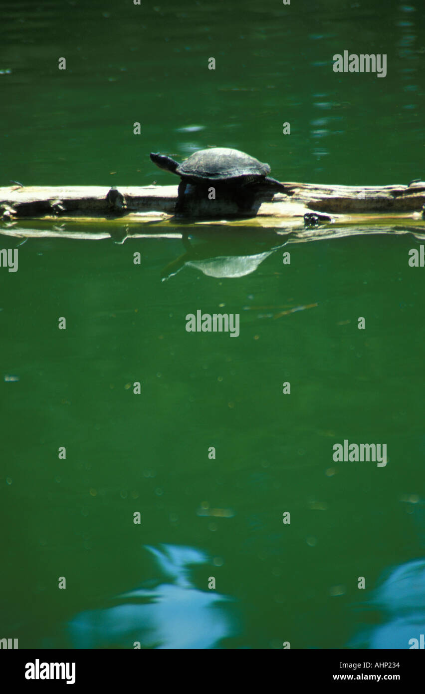 Turtle in Golden Gate Park San Francisco California Stock Photo - Alamy