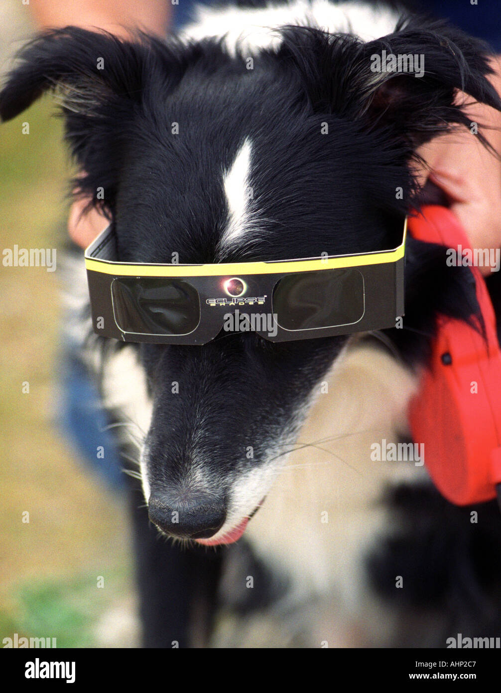 Are Dogs Safe During Eclipses