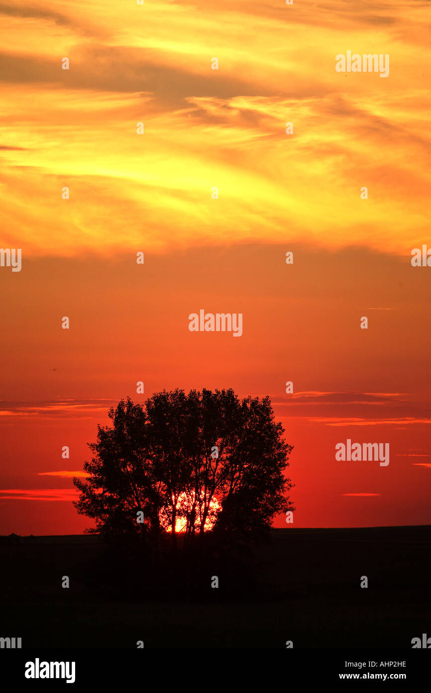 Sun setting behind lone tree in scenic Saskatchewan Canada Stock Photo ...