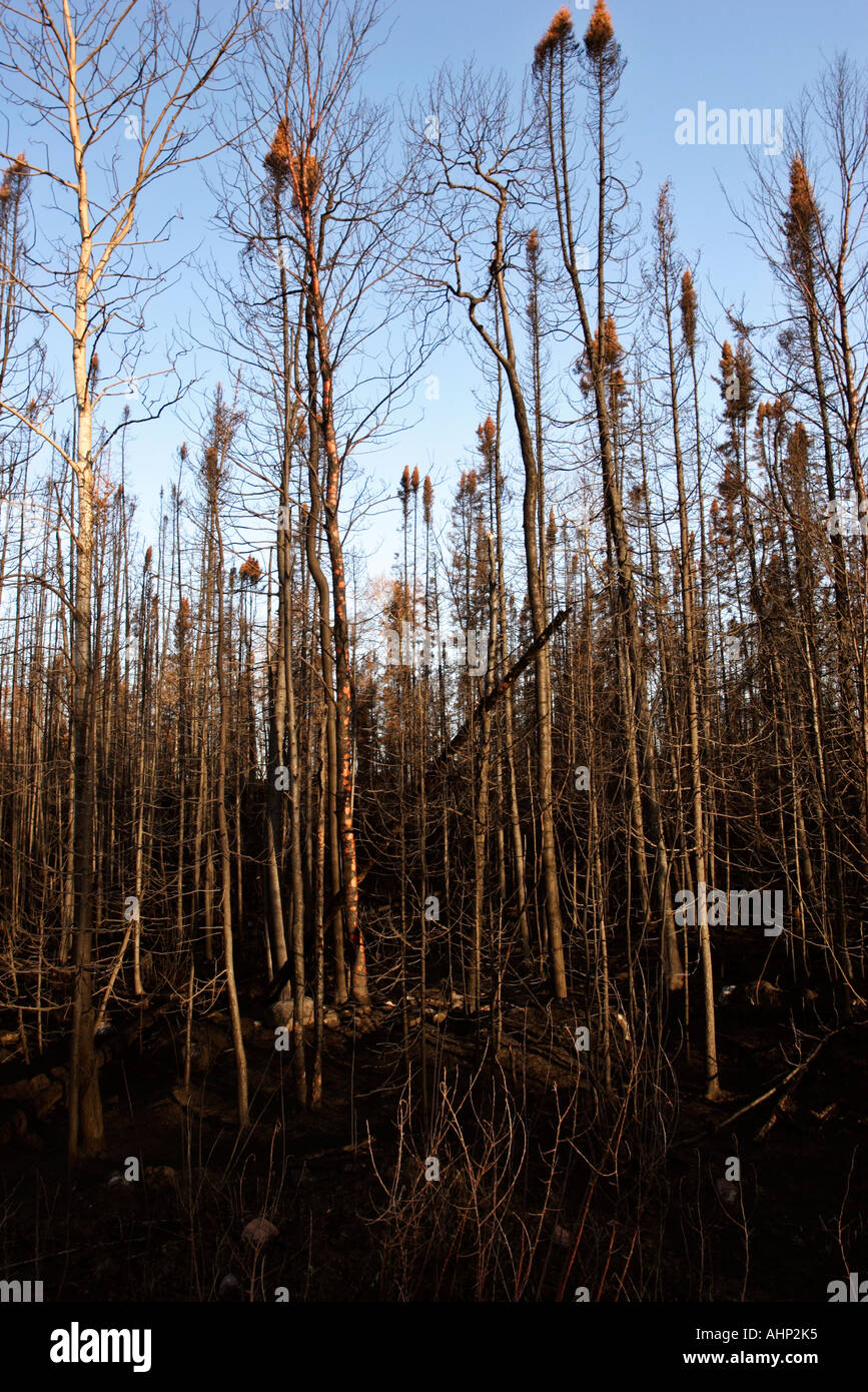 Dead trees from forest fire in scenic Northern Saskatchewan Canada ...