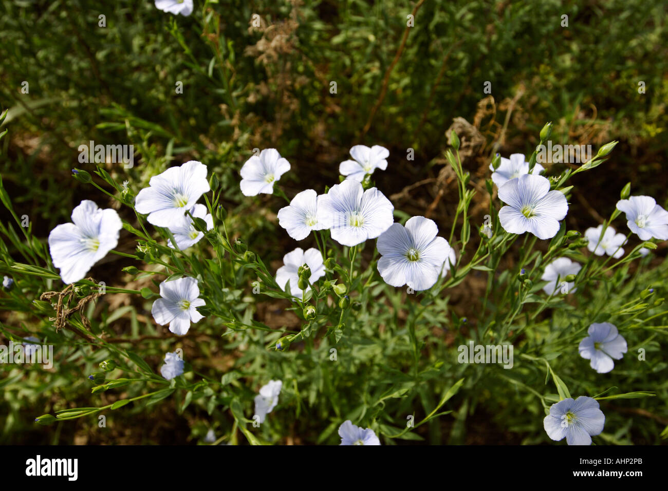 Blue flax flowers in scenic Saskatchewan Canada Stock Photo - Alamy