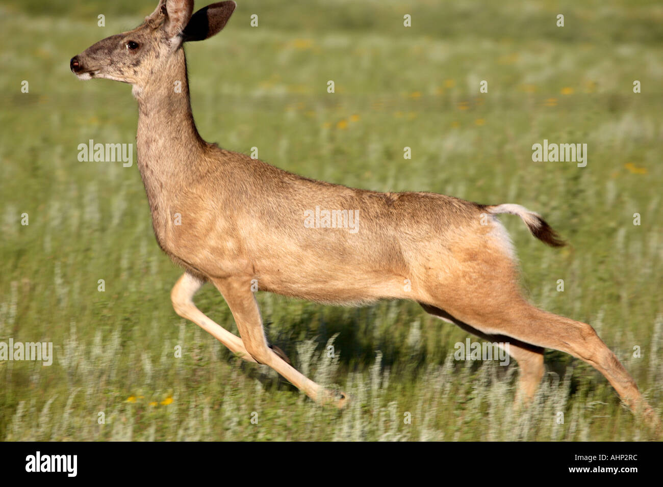 Mule Deer Running