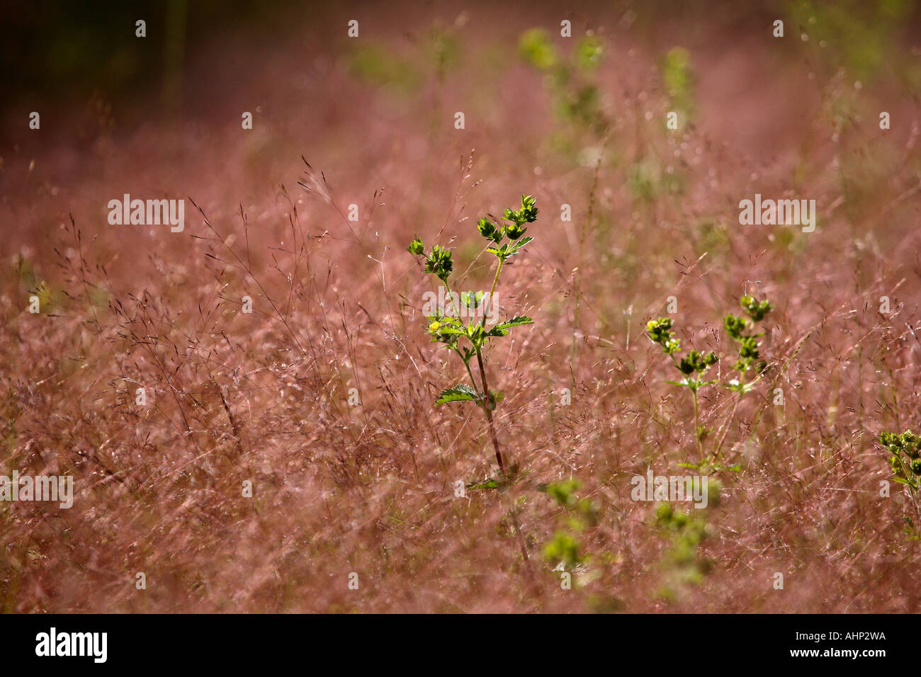 Native vegetation in scenic Northern Saskatchewan Canada Stock Photo ...