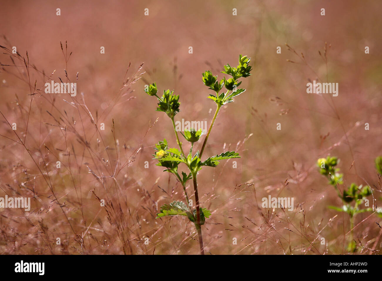 Native vegetation in scenic Northern Saskatchewan Canada Stock Photo ...