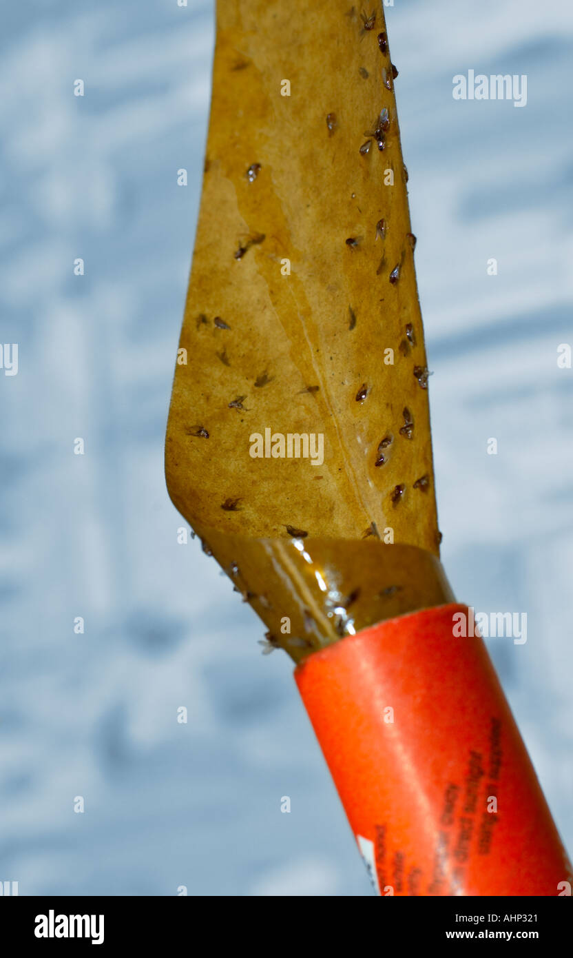 Fly paper with stuck dead flies Stock Photo - Alamy