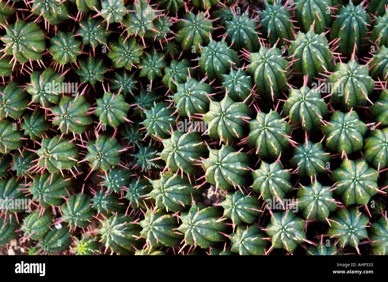 Thorny spikey spiky tree plant hi-res stock photography and images - Alamy