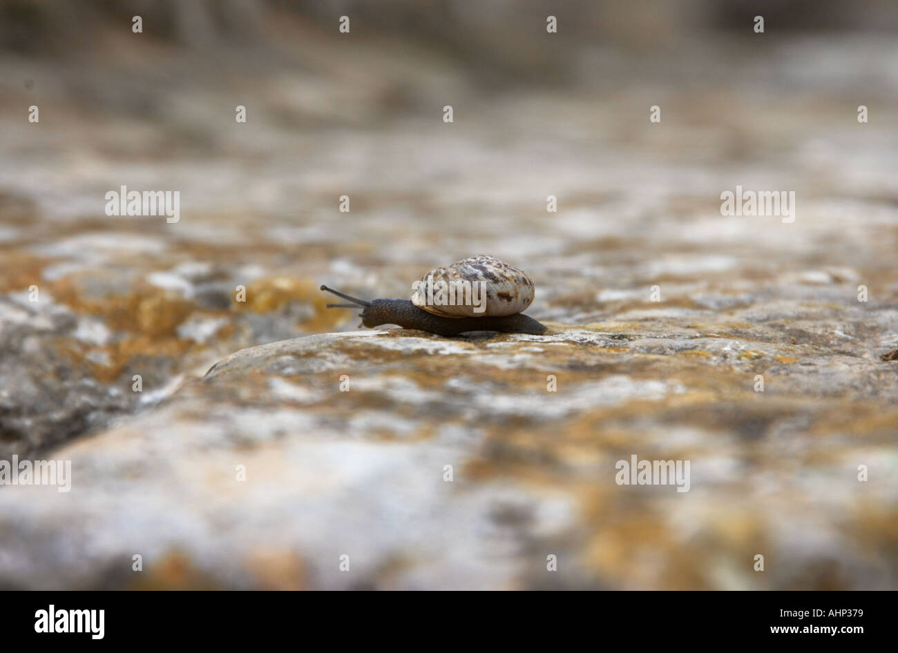 Snail crawling across rock Stock Photo - Alamy