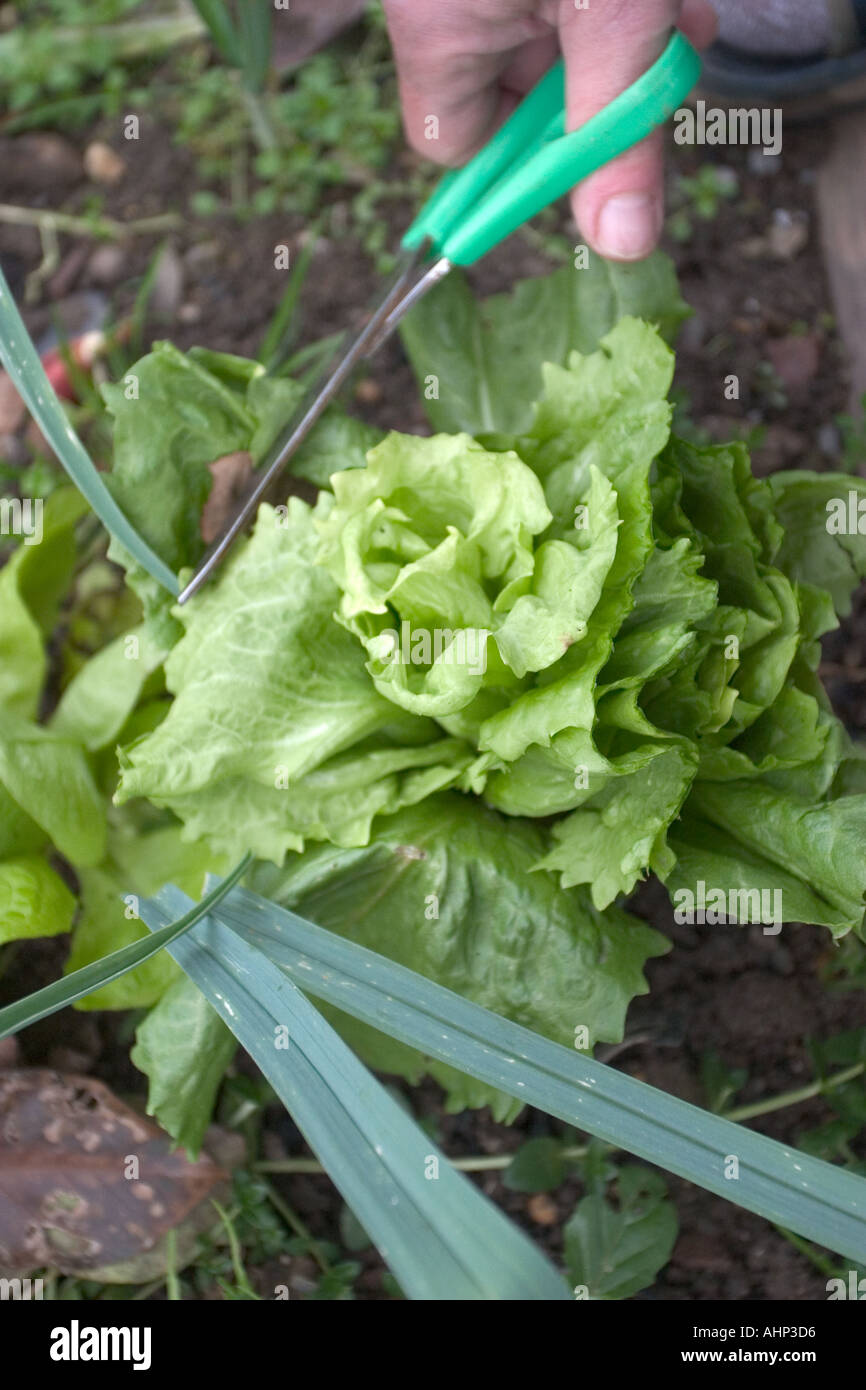 hand cutting lettuce with scissors Stock Photo - Alamy
