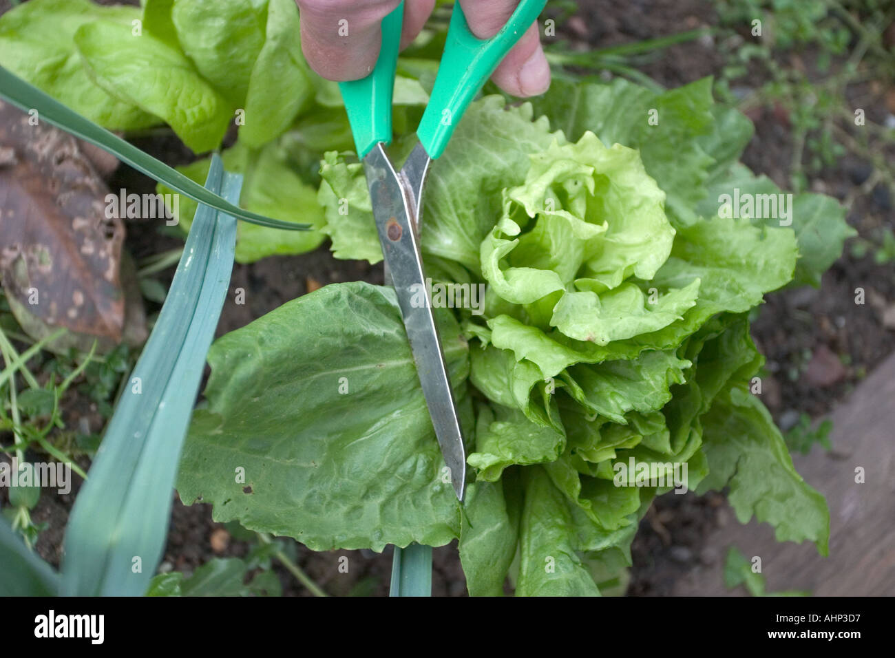 hand cutting lettuce with scissors Stock Photo - Alamy