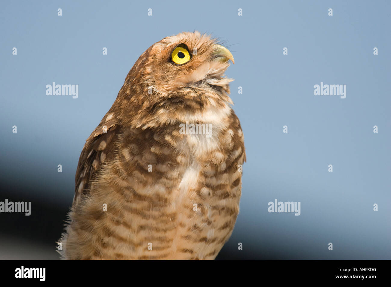 Owl looking above against blue sky Stock Photo - Alamy