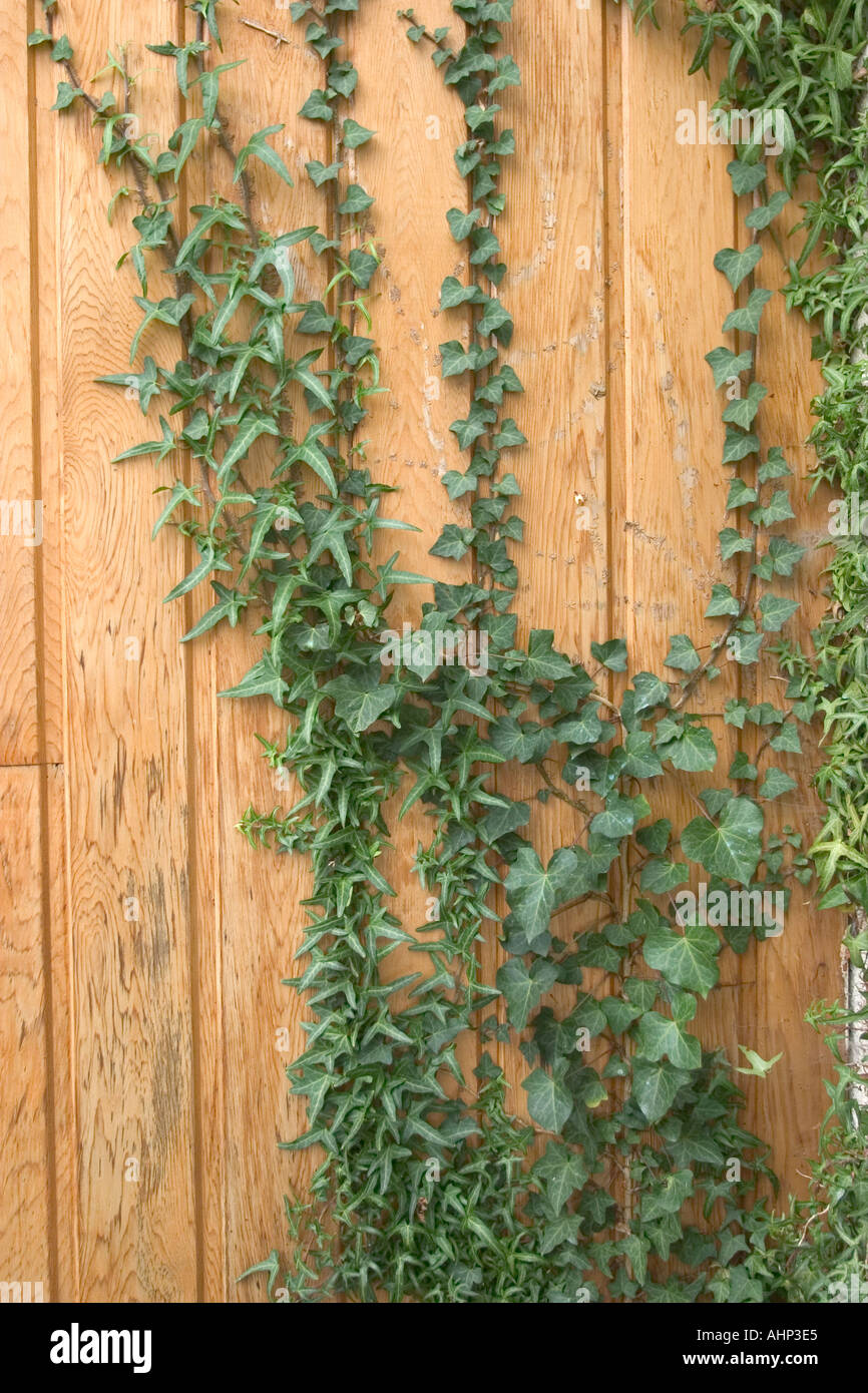 Wall overgrown with ivy Stock Photo - Alamy